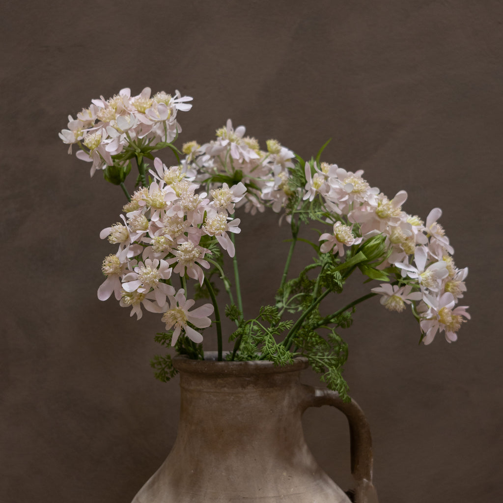 Orlaya Lace Flower Spray – HOME & COTTAGES